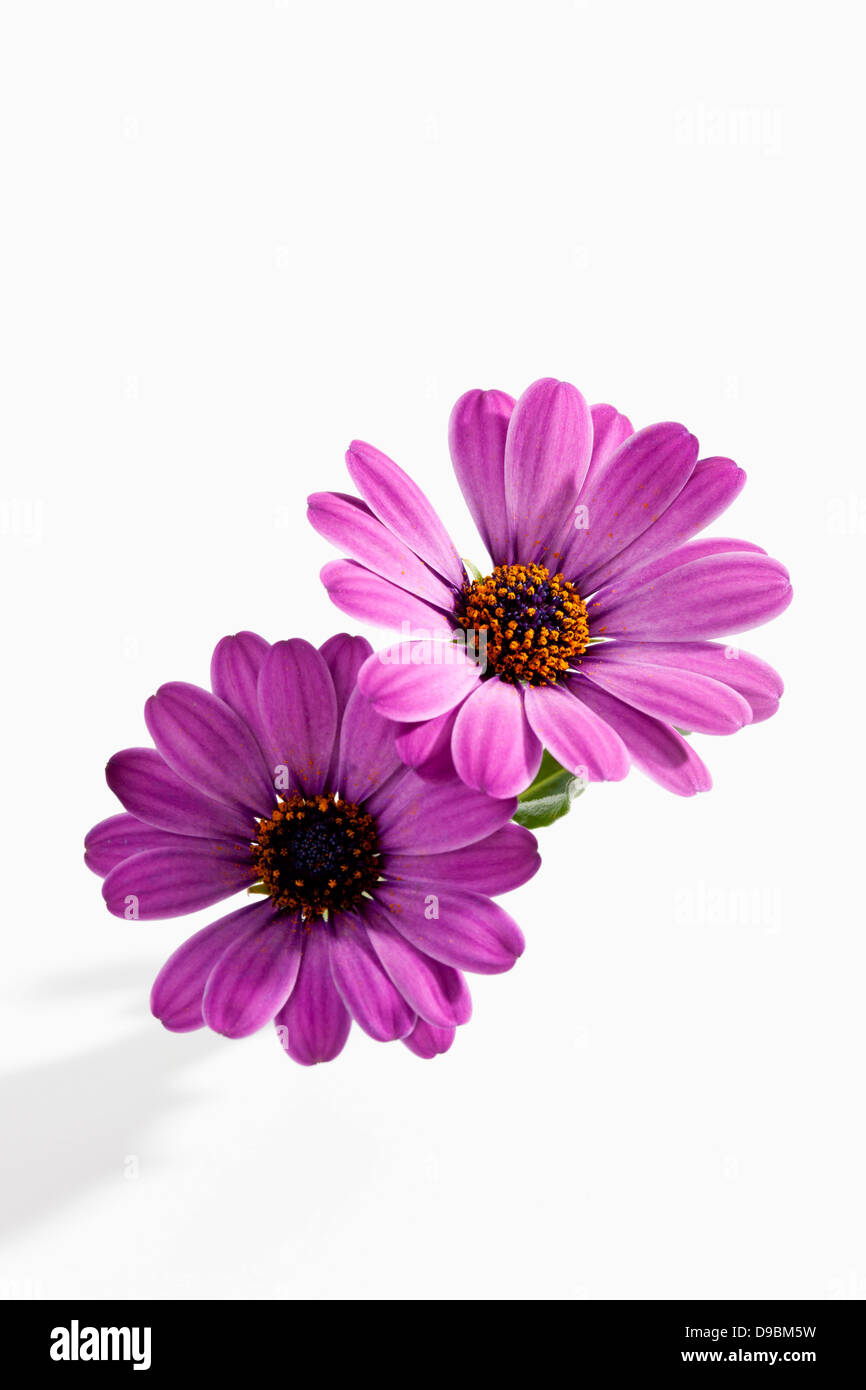 South African Daisy flowers on white background, close up Stock Photo ...