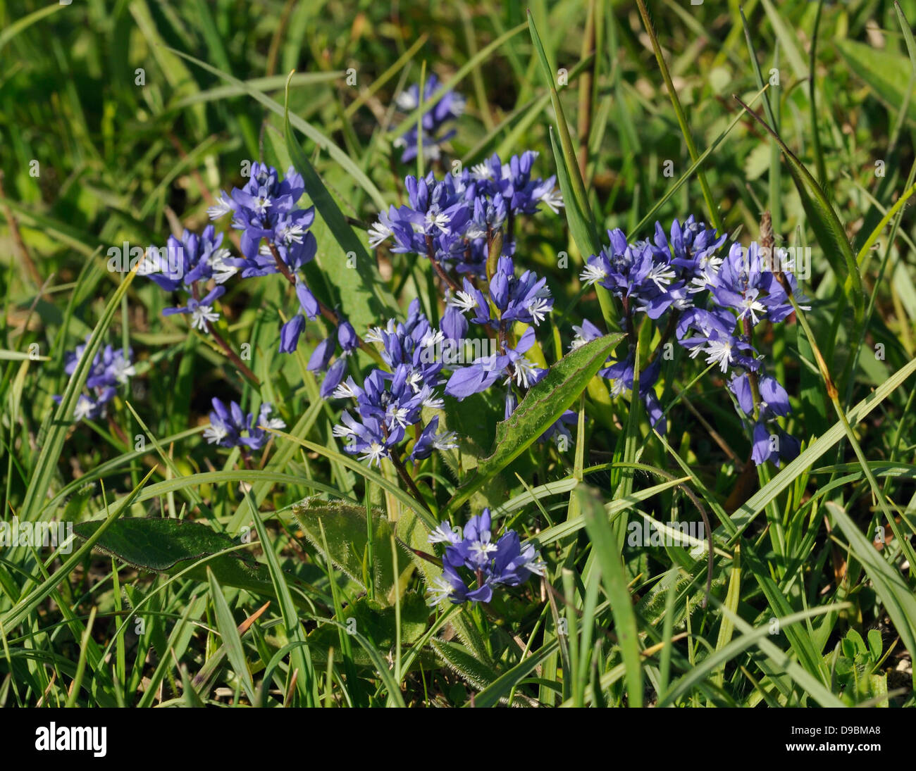 Chalk milkwort hi-res stock photography and images - Alamy