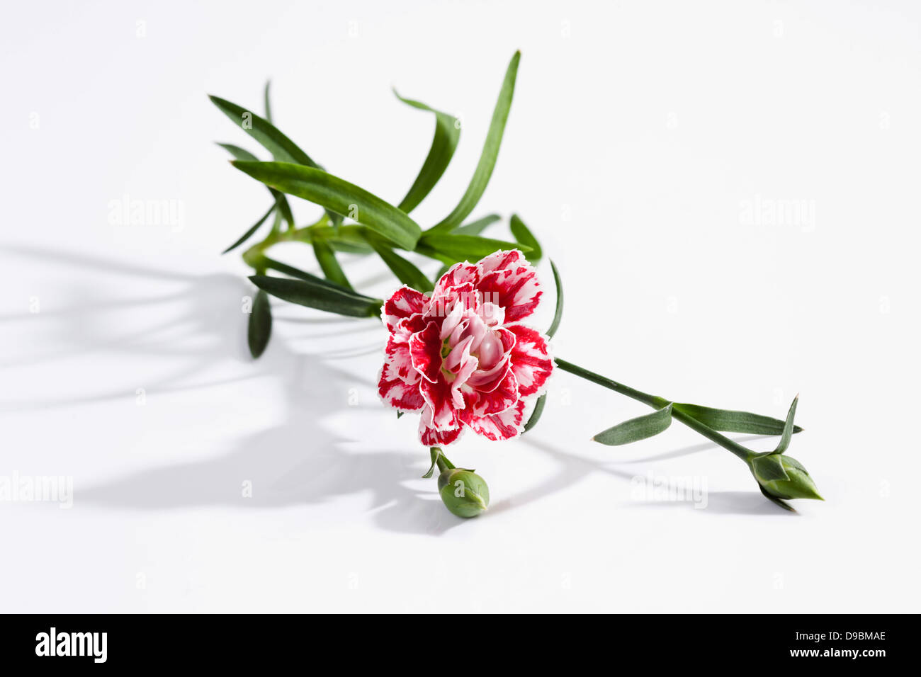 Red and white dianthus flowers on white background, close up Stock ...