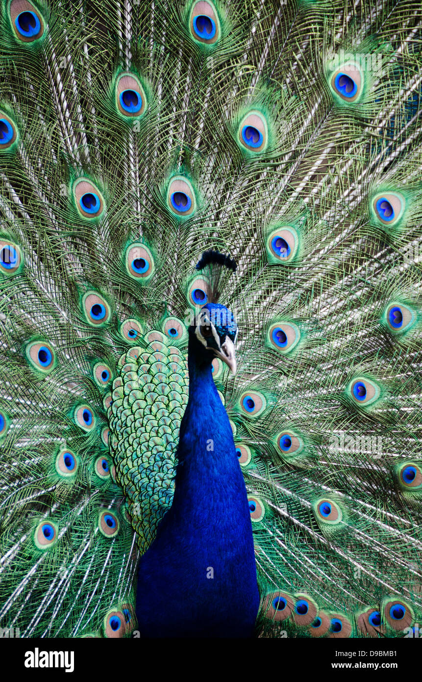 Plumage patterns hi-res stock photography and images - Alamy