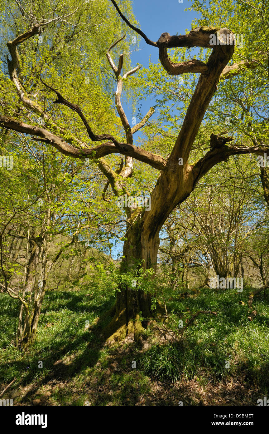 Dead oak tree hi-res stock photography and images - Alamy