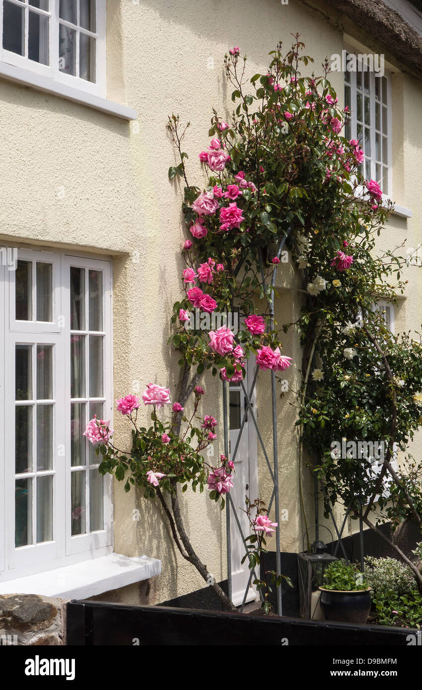 Climbing red rose hi-res stock photography and images - Alamy