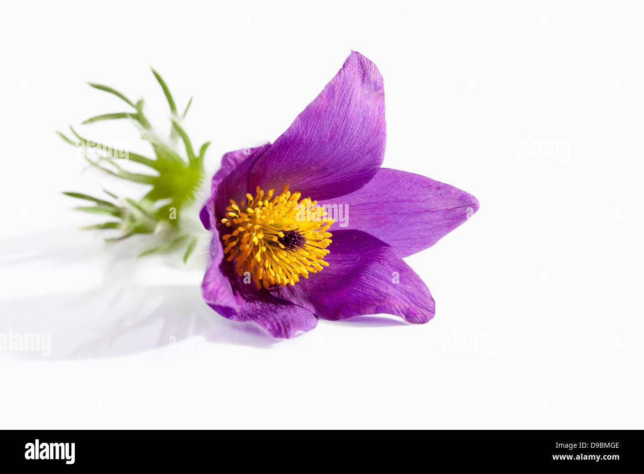 The common pasque flower pulsatilla vulgaris Cut Out Stock Images ...