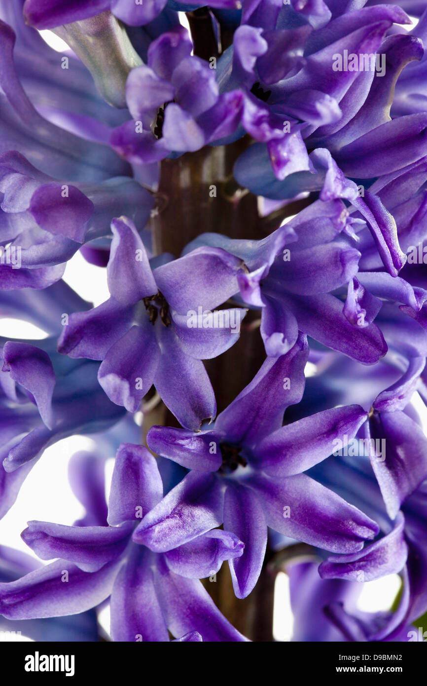 Hyacinth flowers, close up Stock Photo - Alamy