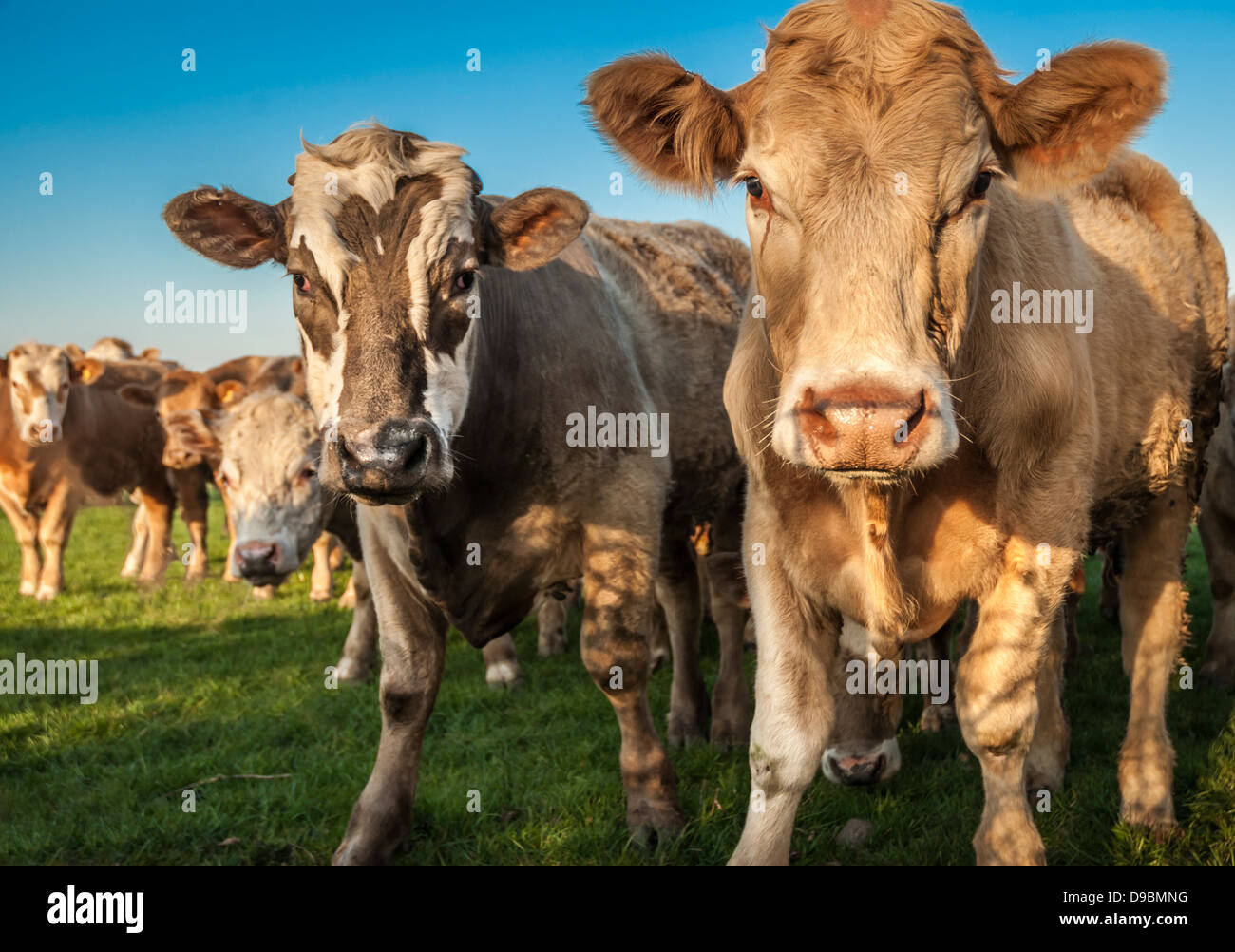 Dirty cows hi-res stock photography and images - Alamy