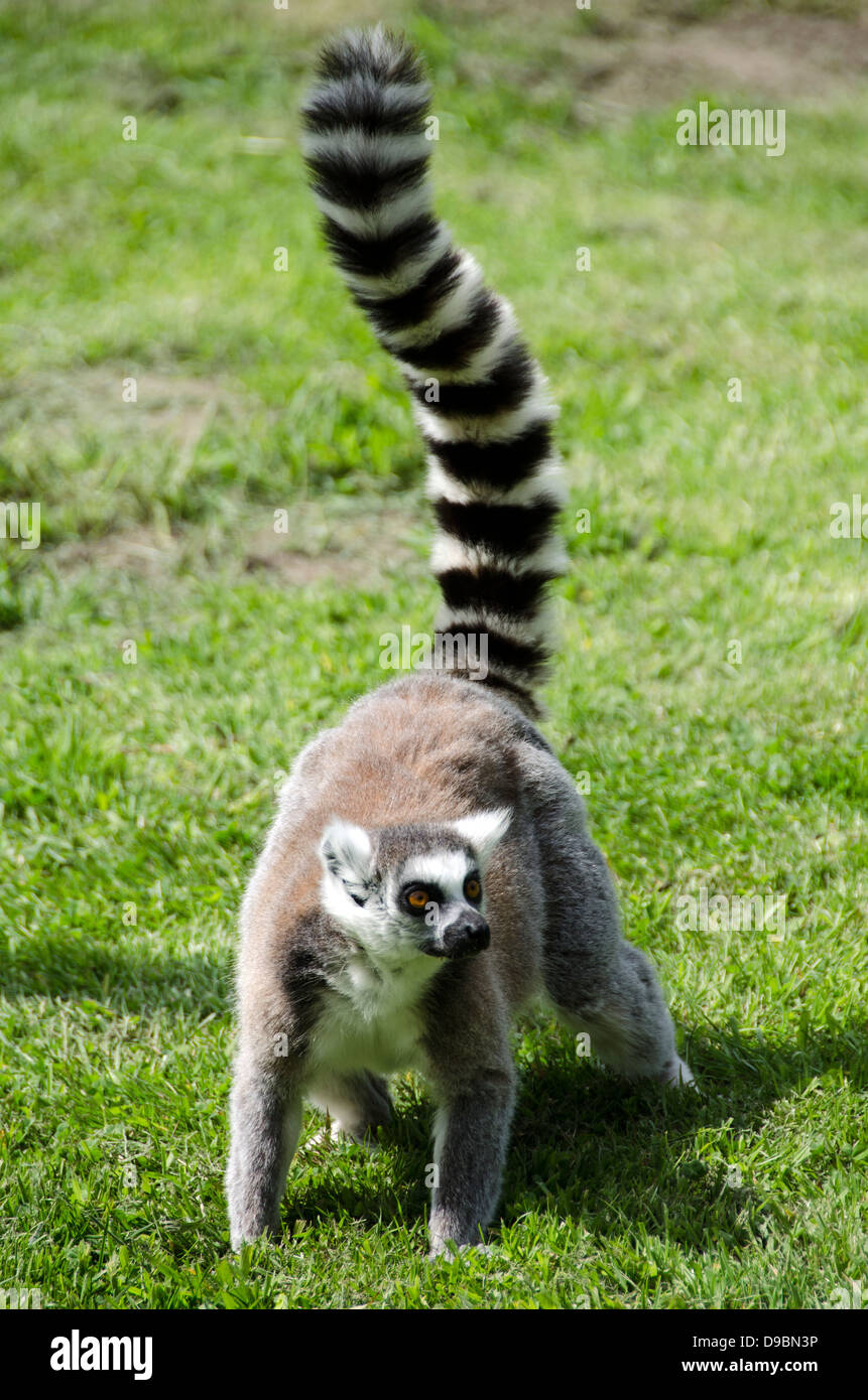 A ring-tailed Lemur Stock Photo - Alamy