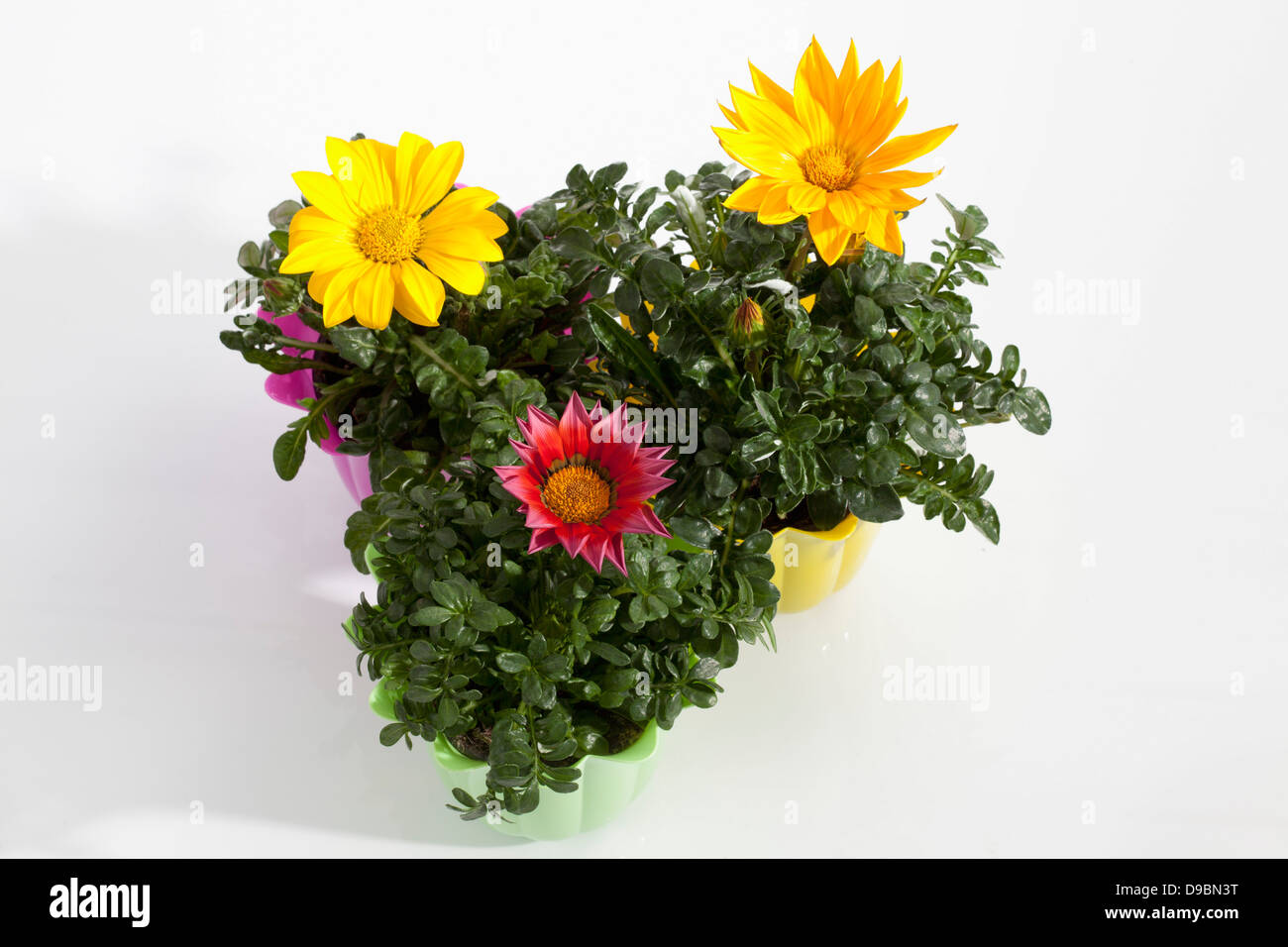 Potted plant of yellow and red gazania blossom on white background ...