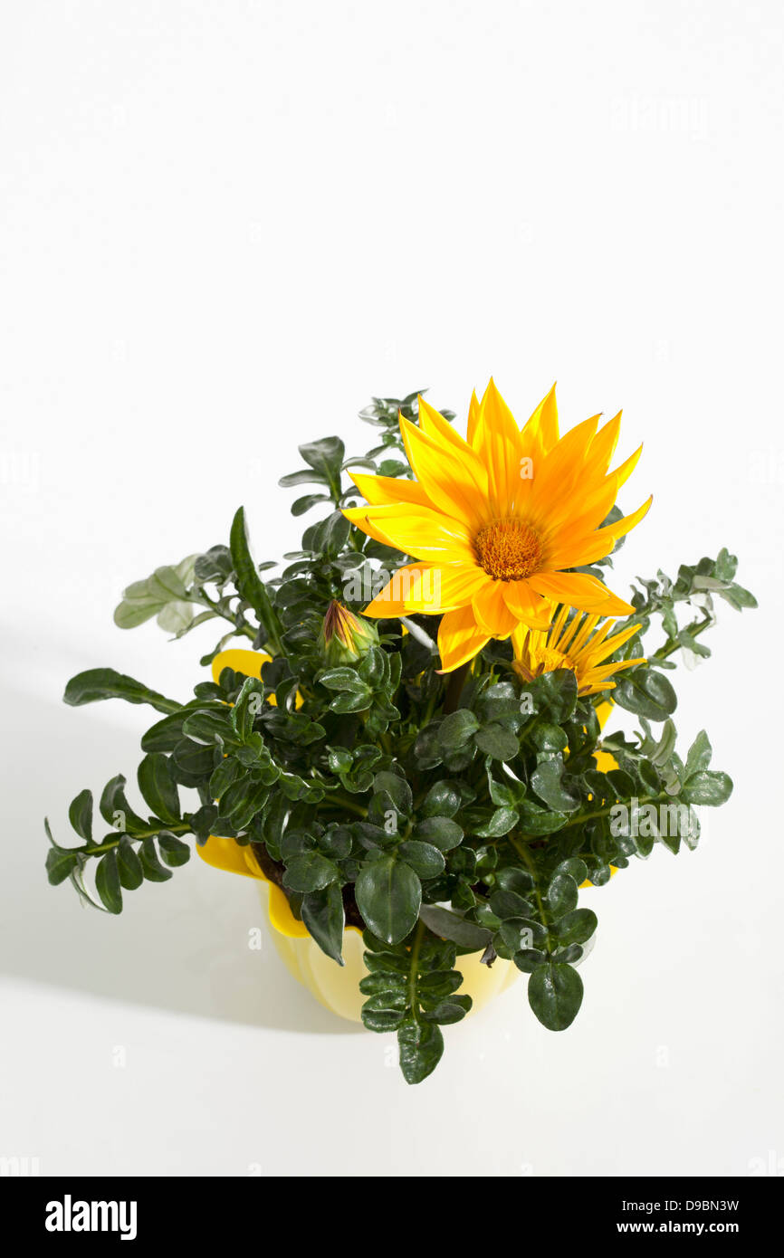 Potted plant of yellow gazania blossom on white background, close up ...