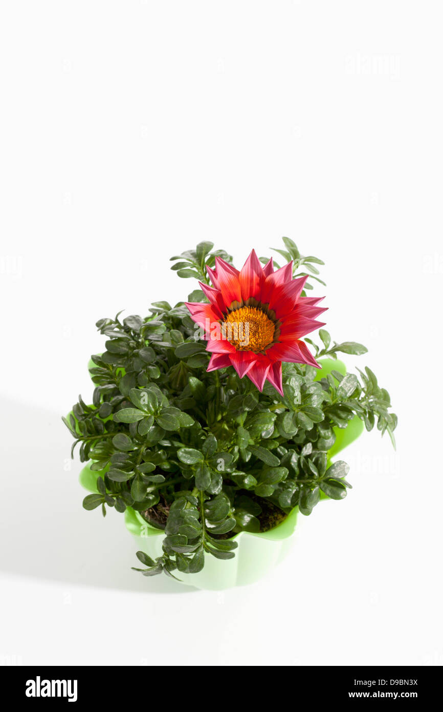 Potted plant of red gazania blossom on white background, close up Stock ...