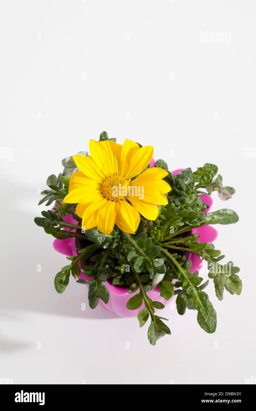 Potted plant of yellow gazania blossom on white background, close up ...