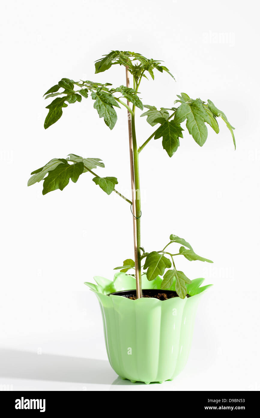 Plant on white background close up hi-res stock photography and images ...