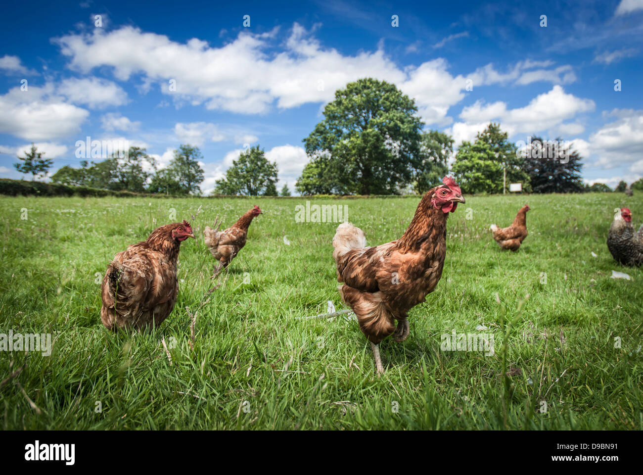 Red rooster cone hi-res stock photography and images - Alamy