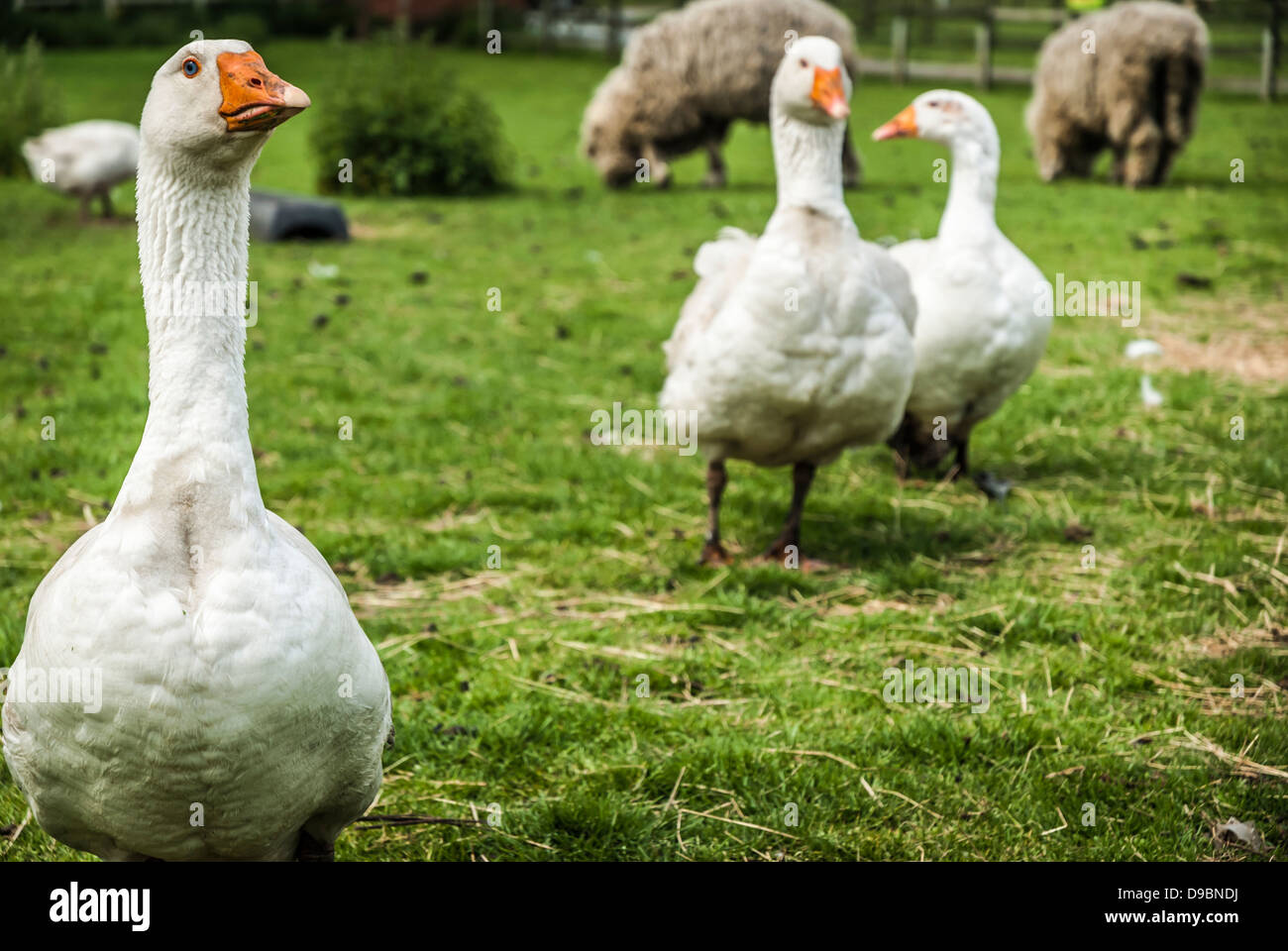Geese and sheep on a meadow Stock Photo - Alamy