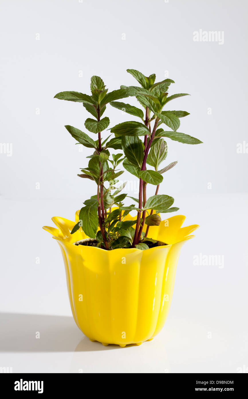 Potted plant of Japanese Mint on white background, close up Stock Photo ...