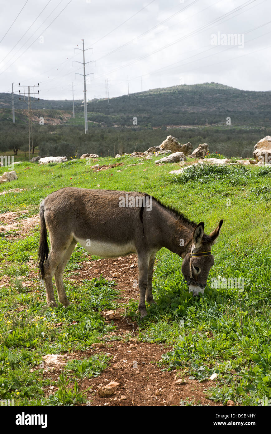 Donkey in a grass field grazing Stock Photo - Alamy