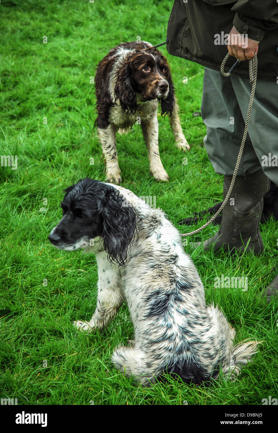 Gamekeeper And Dogs High Resolution Stock Photography and Images - Alamy