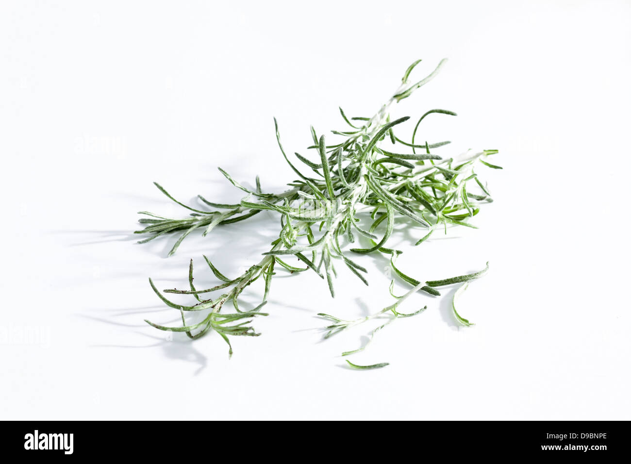 Italian straw flower hi-res stock photography and images - Alamy