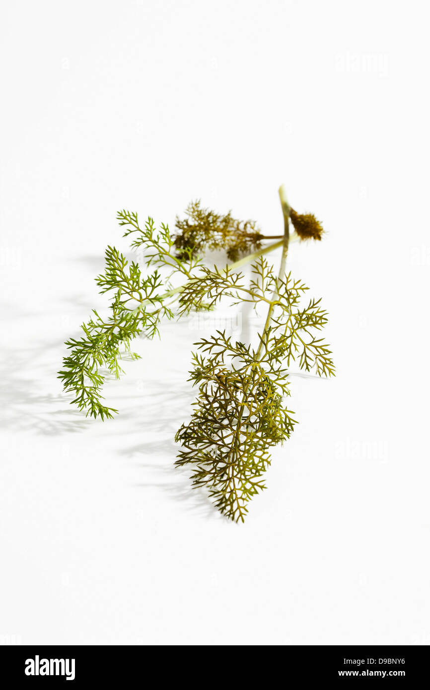 Sweet fennel on white background, close up Stock Photo - Alamy