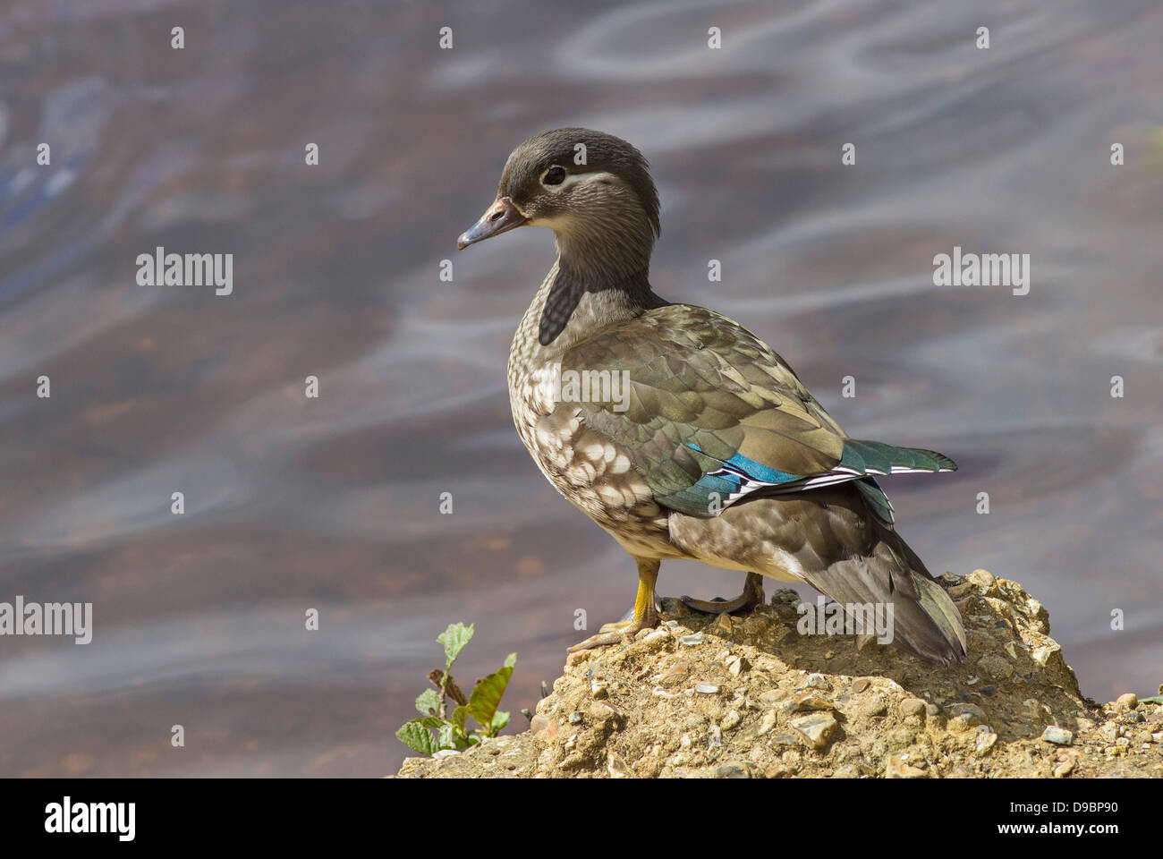 Mandarin Duck, Female. (Aix galericulata) standing, New Forest, UK ...