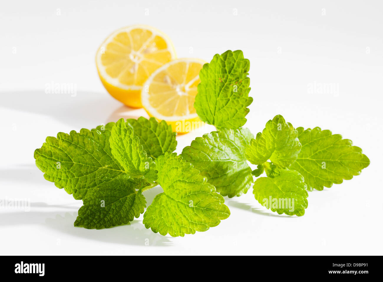 Lemon balm on white background, close up Stock Photo - Alamy