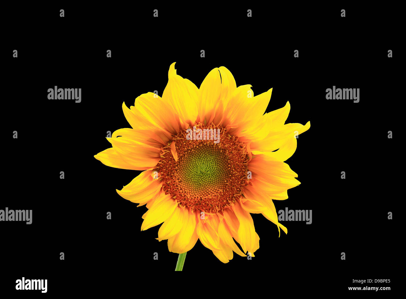 Botanical illustration of sunflower hi-res stock photography and images ...