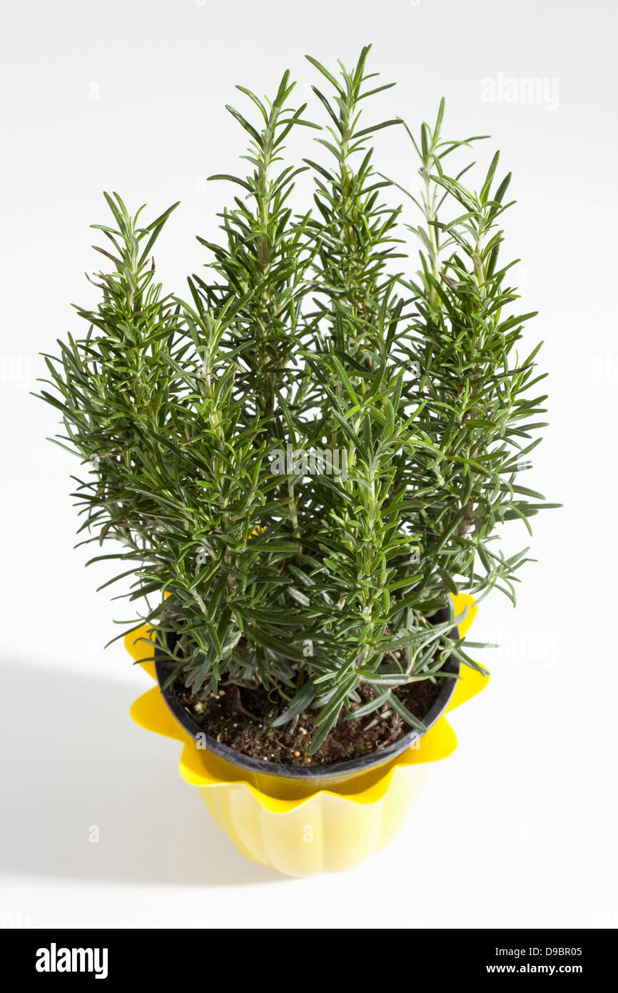 Potted plant of rosemary herb on white background, close up Stock Photo ...