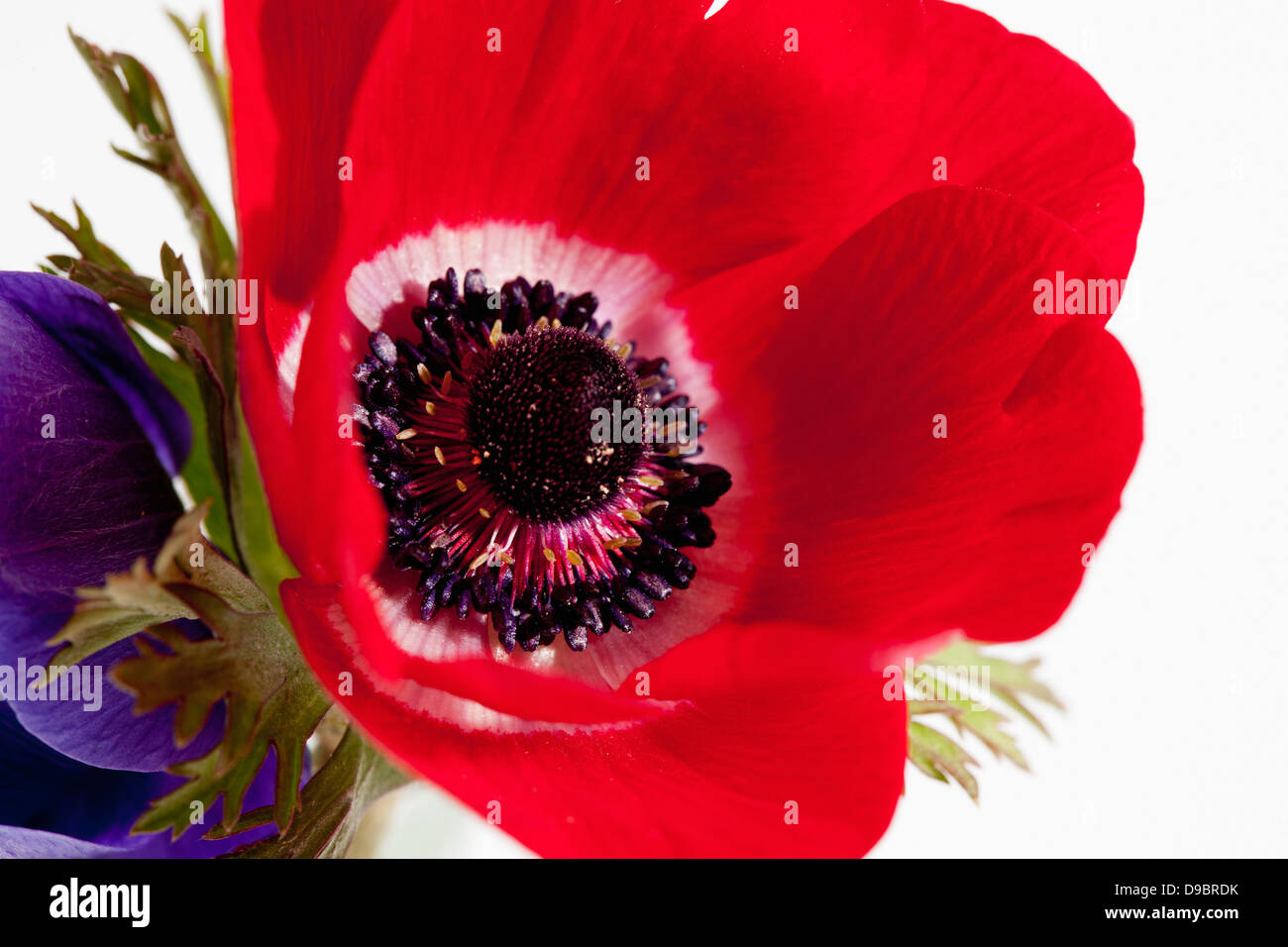Red anemone flower on white background hi-res stock photography and ...