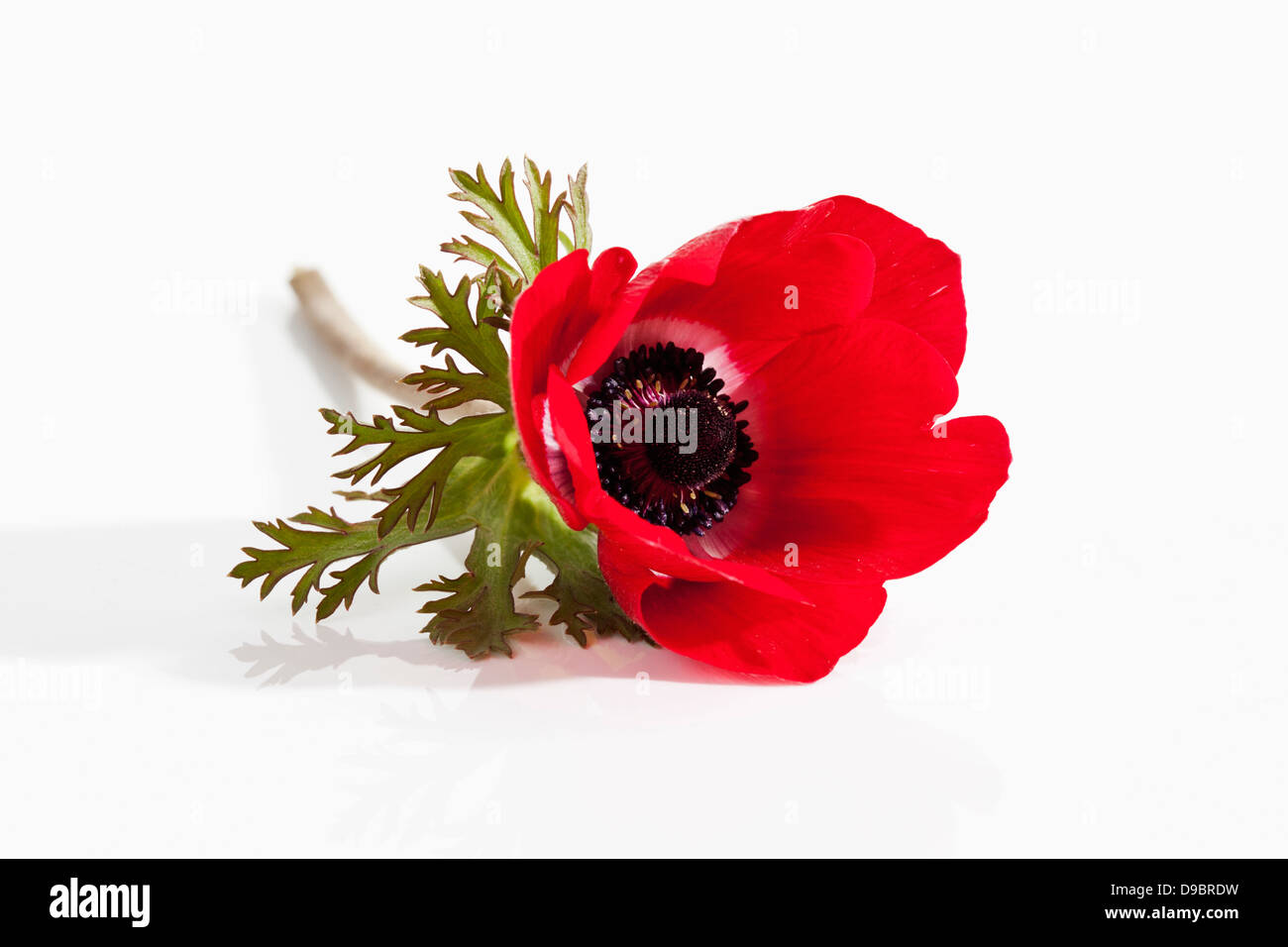 Red Anemone flower on white background, close up Stock Photo - Alamy