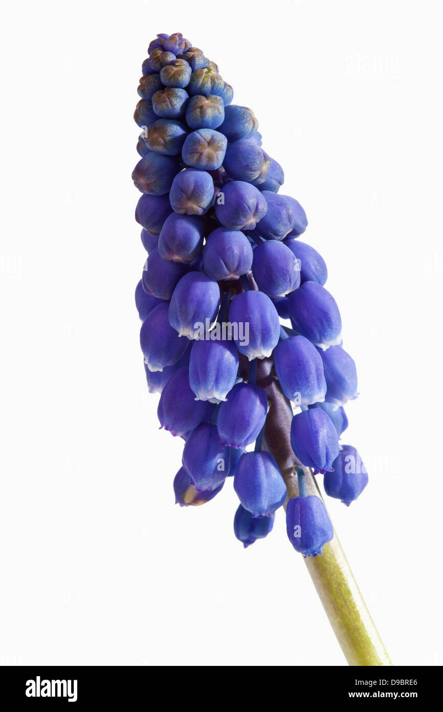 Blue grape hi-res stock photography and images - Alamy