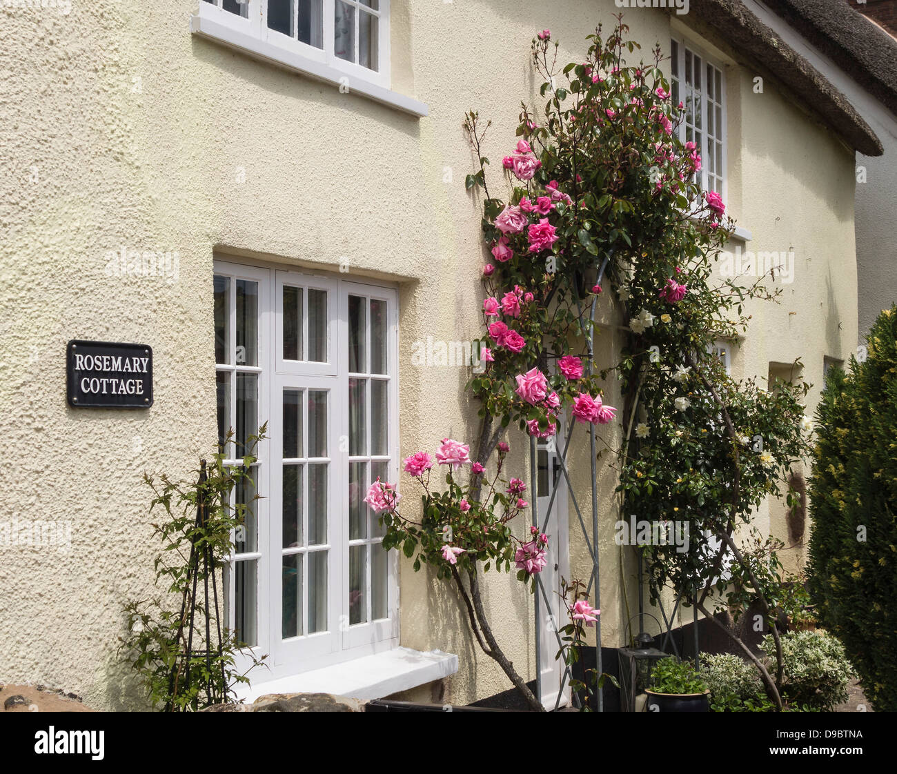Cottage with Climbing Roses on wall in Devon, England, UK. Europe Stock ...