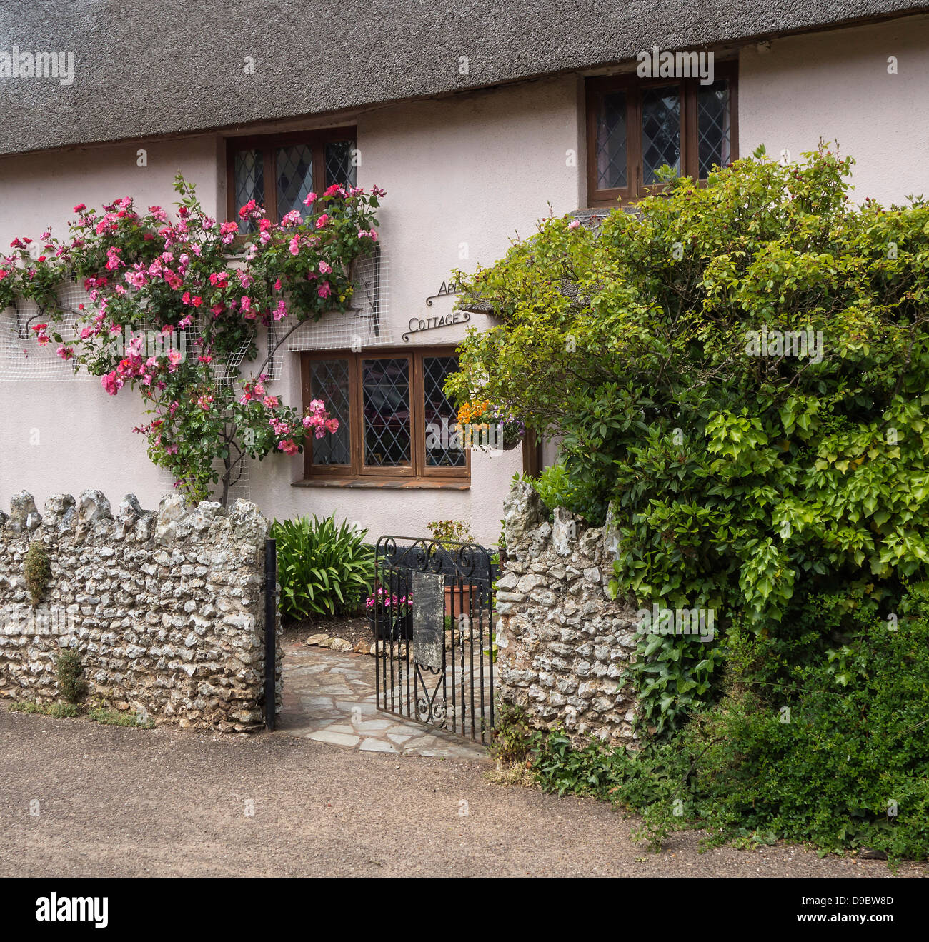 Thatched Cottage, red climbing rose on wall, Devon, England, UK Stock ...