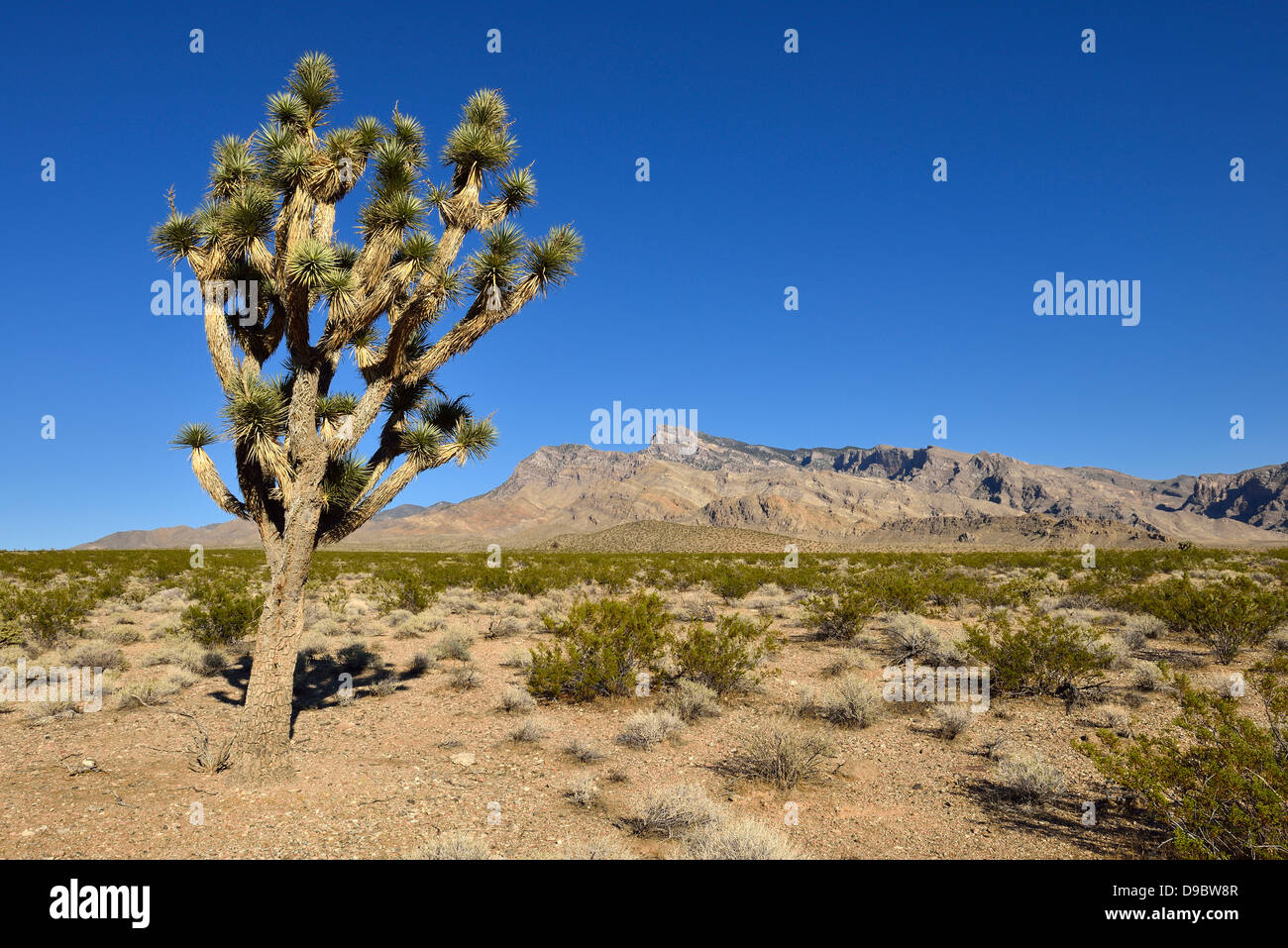 Single desert bush hi-res stock photography and images - Alamy