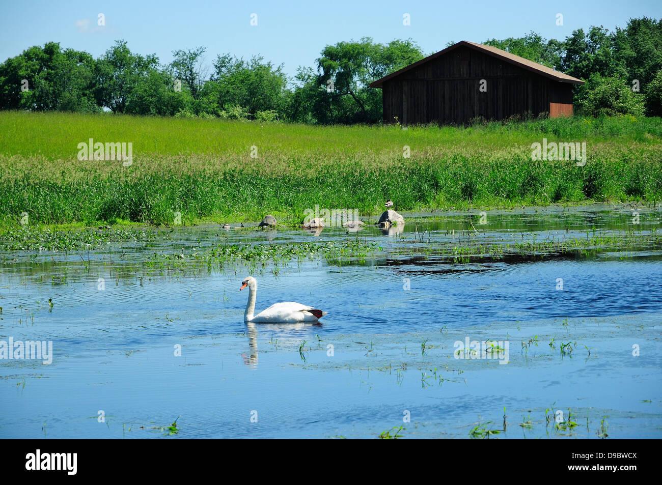 Swan Barn High Resolution Stock Photography and Images - Alamy
