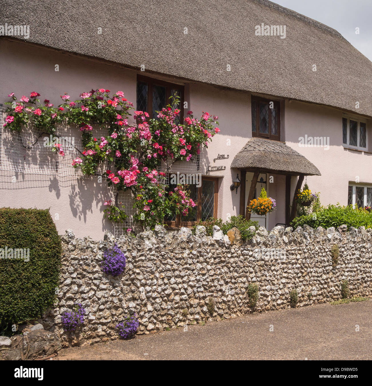 Thatched Cottage, climbing rose on wall, Devon, England, UK Stock Photo ...