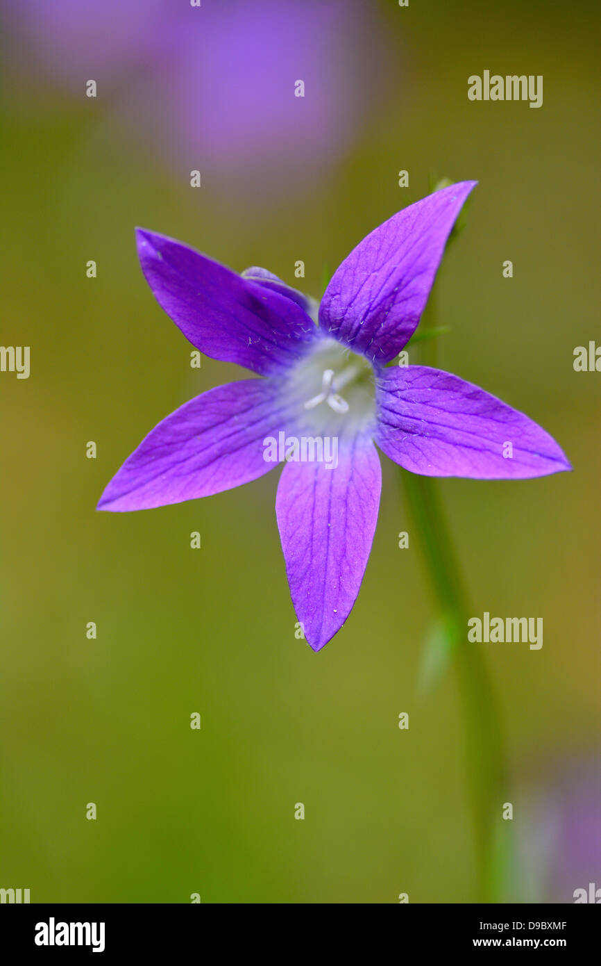 Campanula, bluebell plant Stock Photo - Alamy