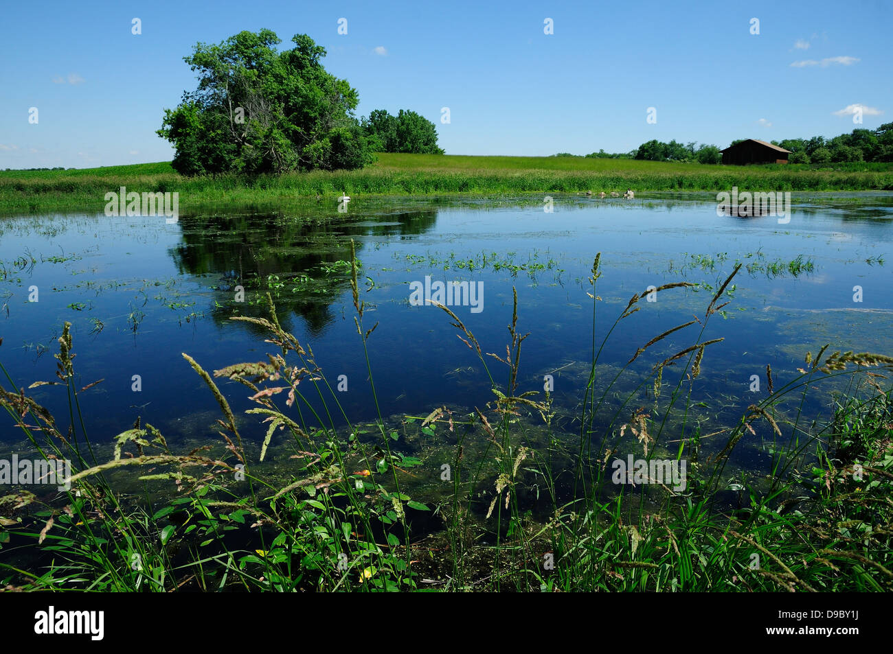Rural wetland in Northern Illinois, USA Stock Photo - Alamy