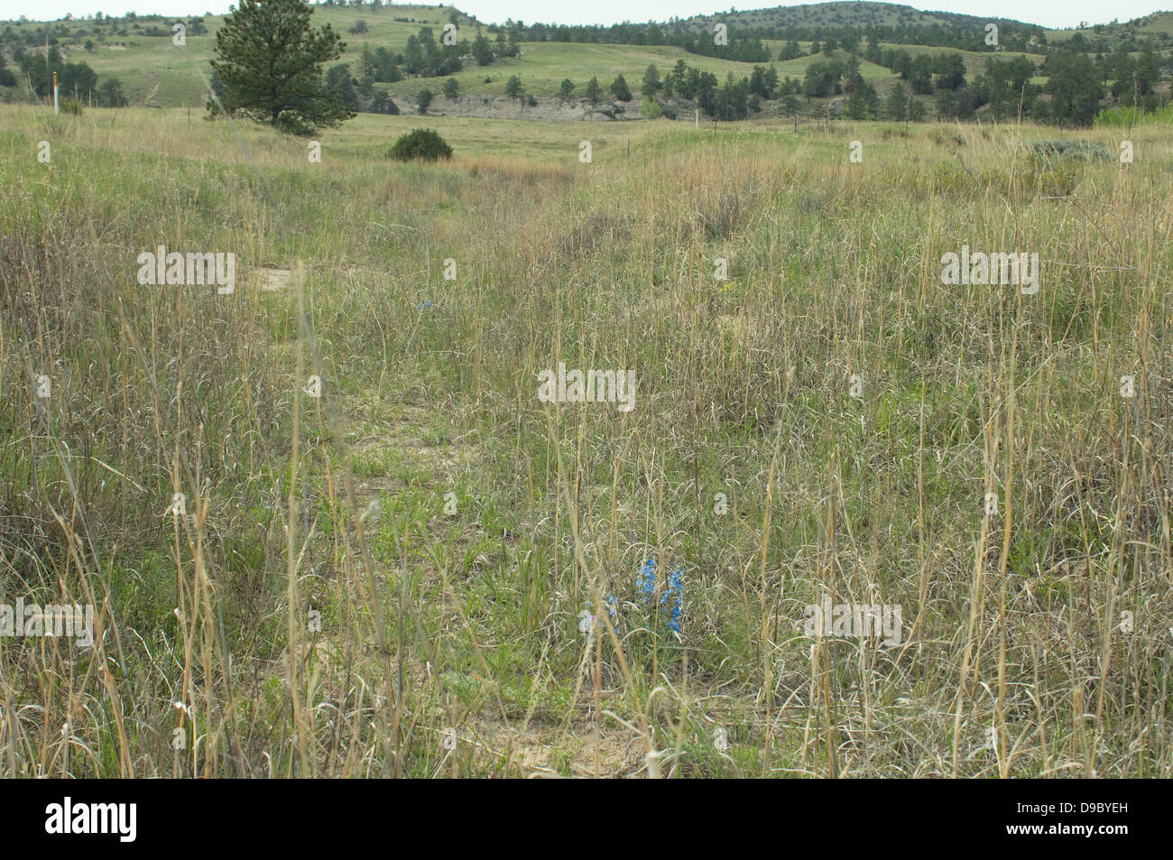 Oregon trail wagon tracks hi-res stock photography and images - Alamy