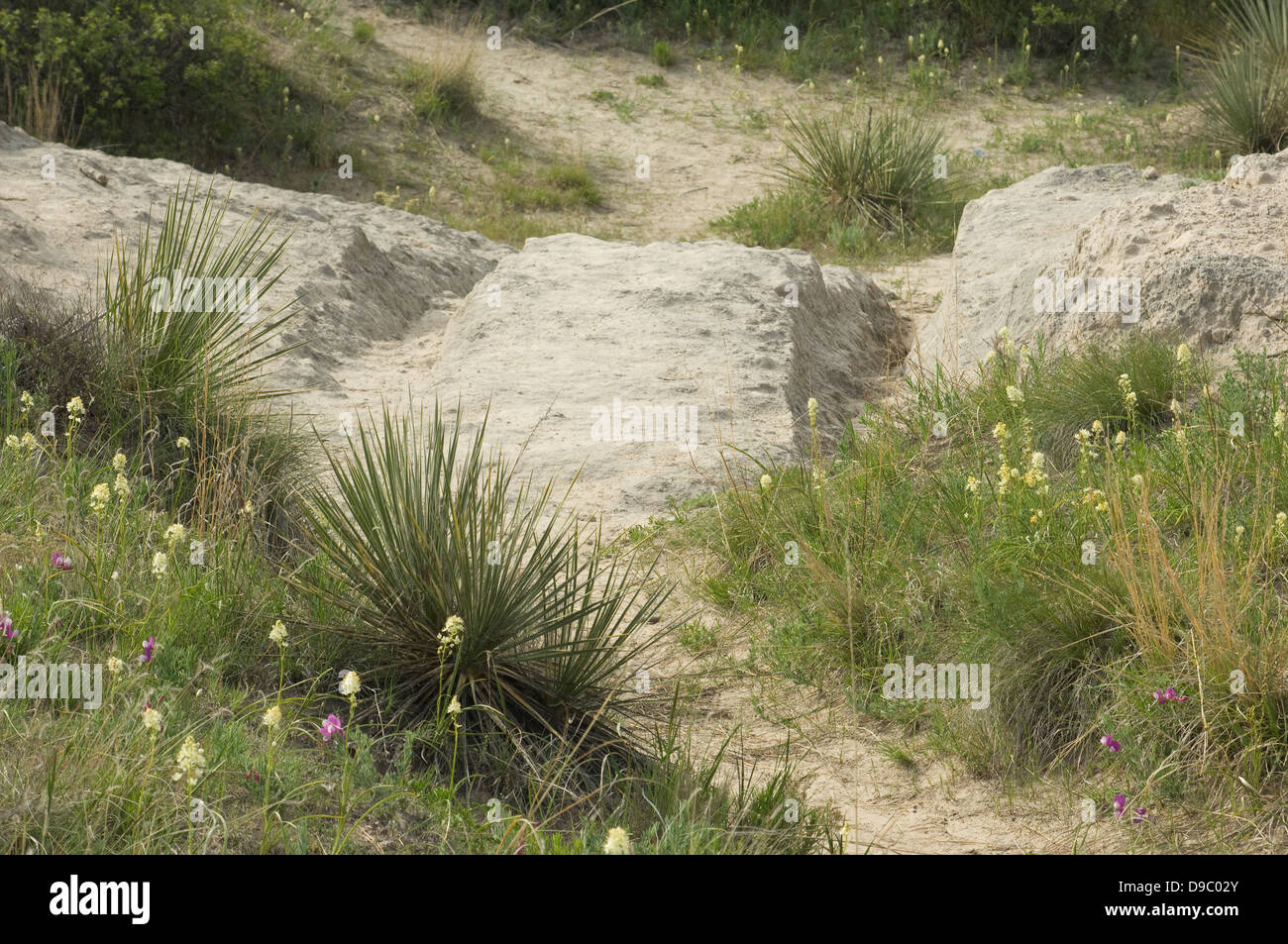 Mormon pioneer trail wagon hi-res stock photography and images - Alamy