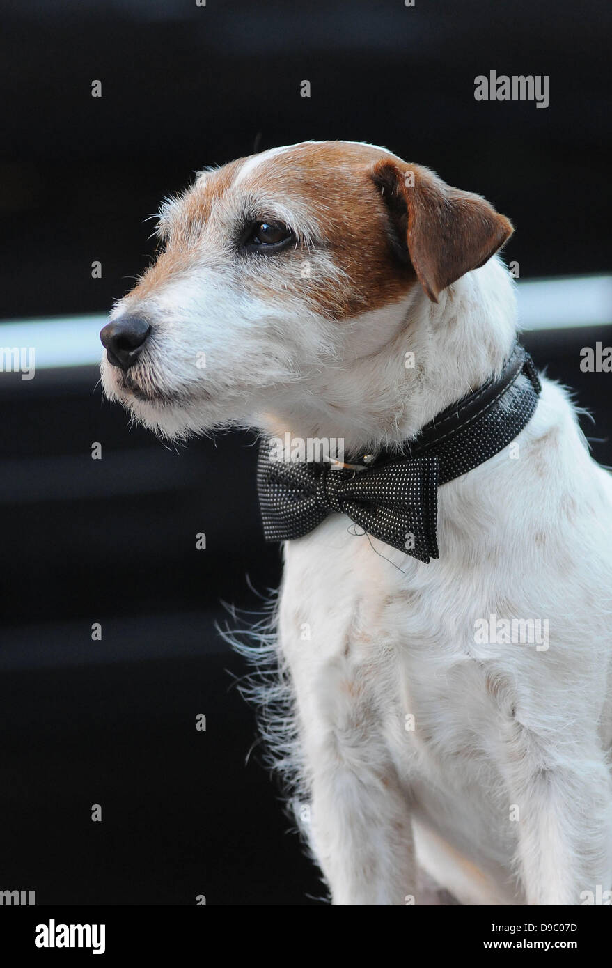 Uggie, the dog from the movie 'The Artist' posing for a portrait in ...