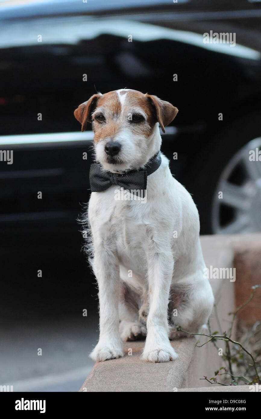 Uggie, the dog from the movie 'The Artist' posing for a portrait in ...