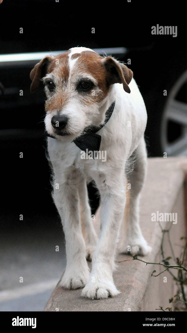 Uggie, the dog from the movie 'The Artist' posing for a portrait in ...
