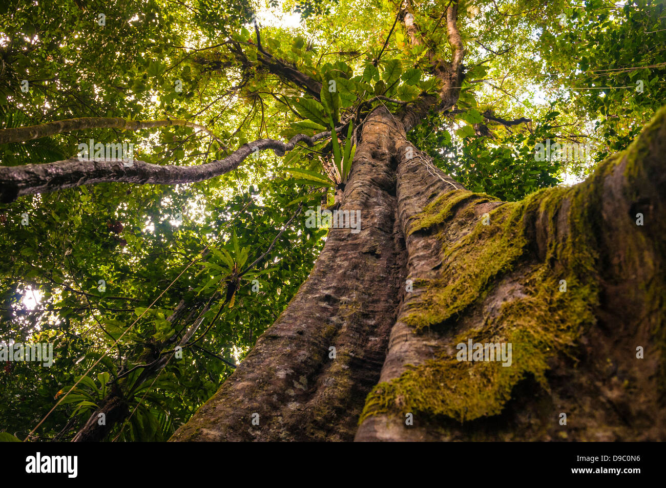 Acomat boucan sur le sentier de la Maison de la Forêt, Parc National de ...
