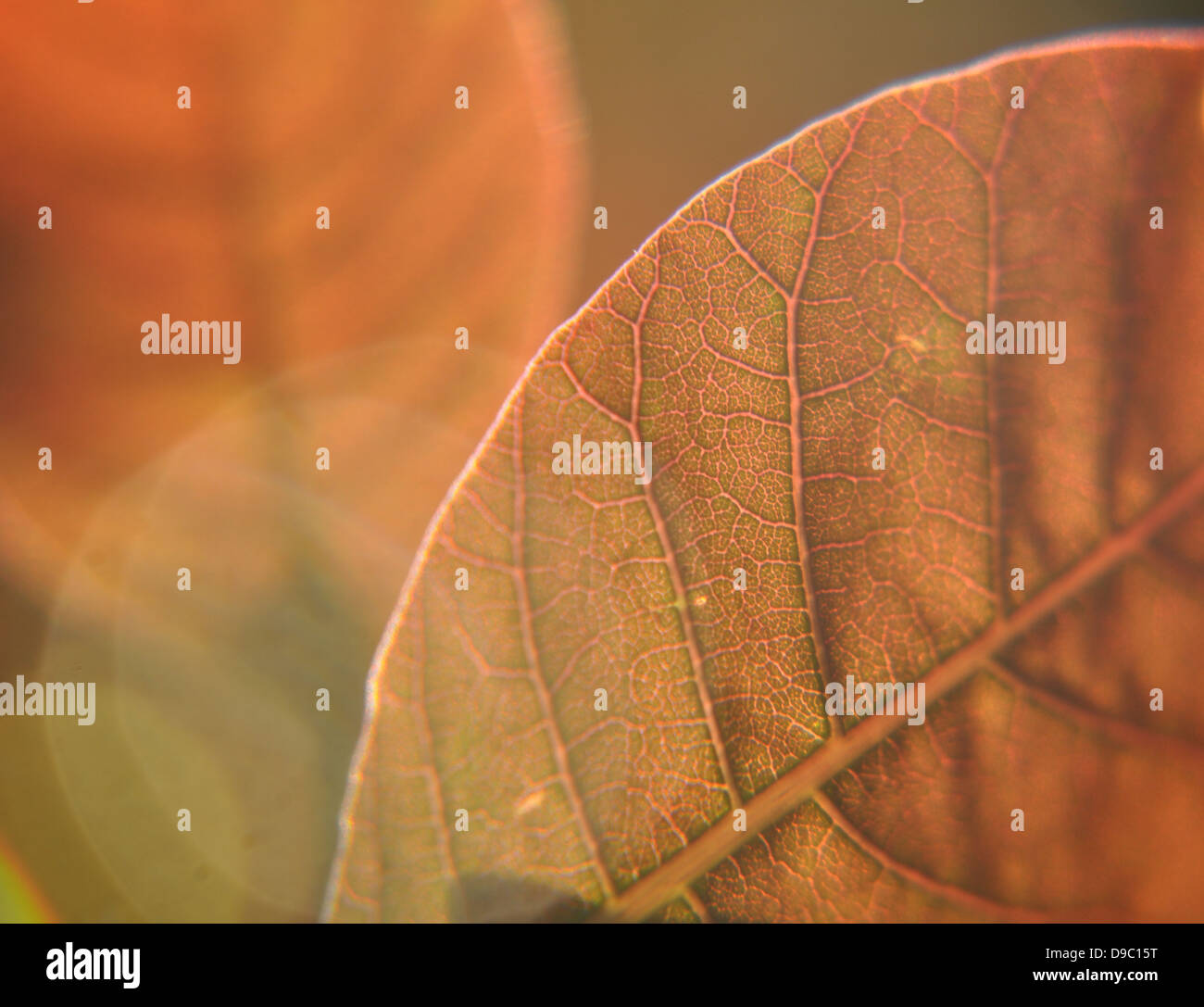 Light Coming Through Leaf Stock Photo - Alamy