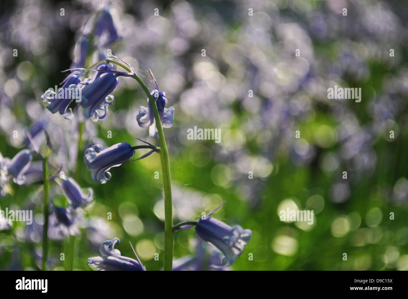Bluebells In The Sun Stock Photo - Alamy