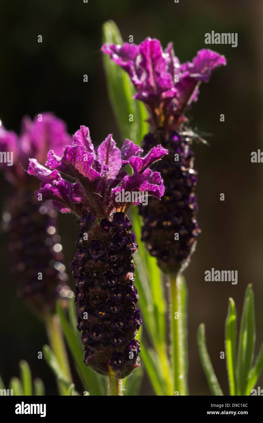 Regal splendour lavender hi-res stock photography and images - Alamy