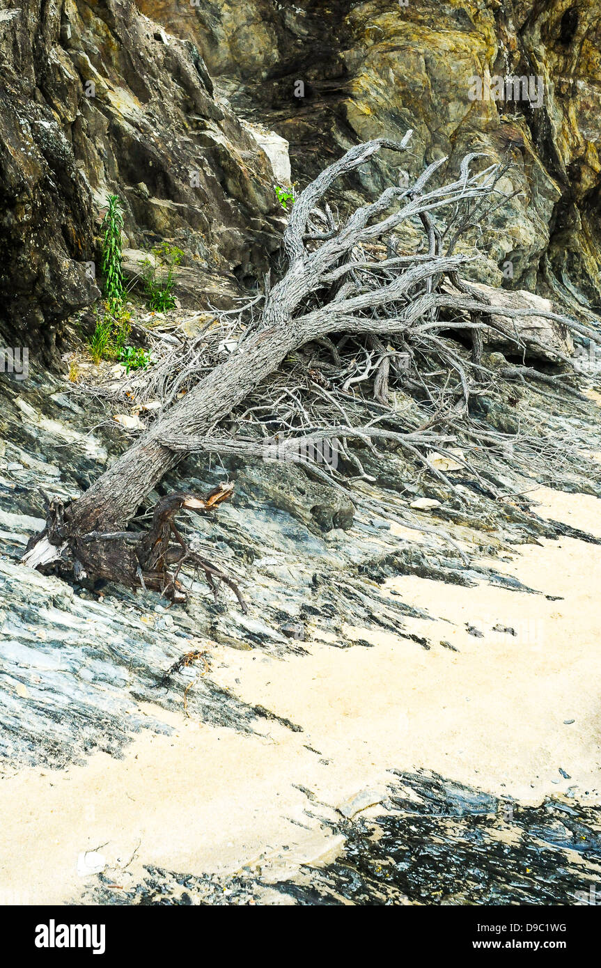 Dead tree beach hi-res stock photography and images - Alamy