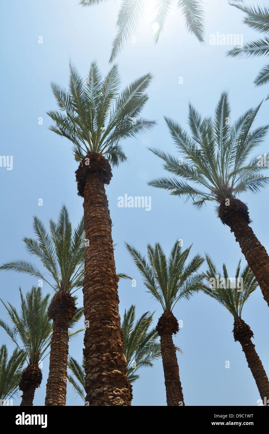 Israel palm trees hi-res stock photography and images - Alamy