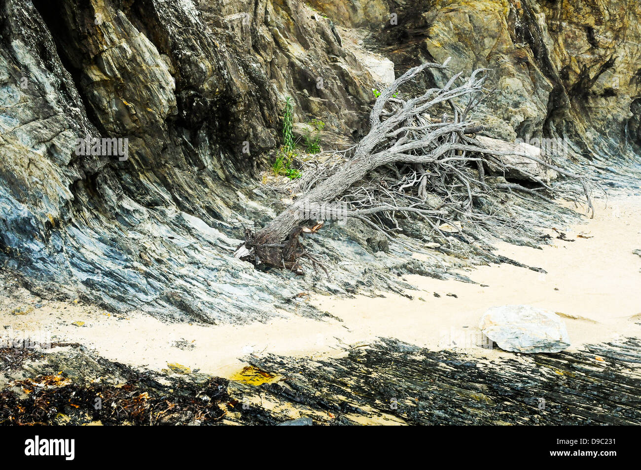 Dead tree on rock hi-res stock photography and images - Alamy