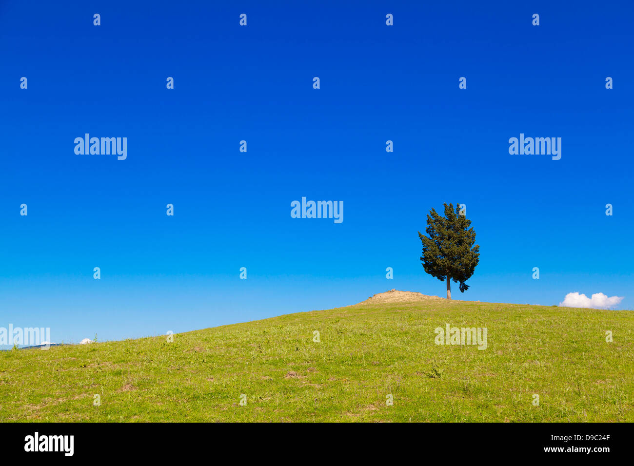 Tuscany landscape, one tree Stock Photo - Alamy