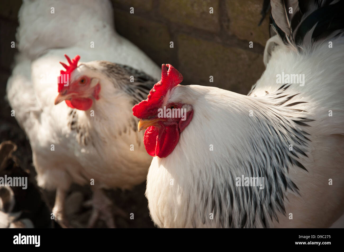 Cockerels plumage hi-res stock photography and images - Alamy
